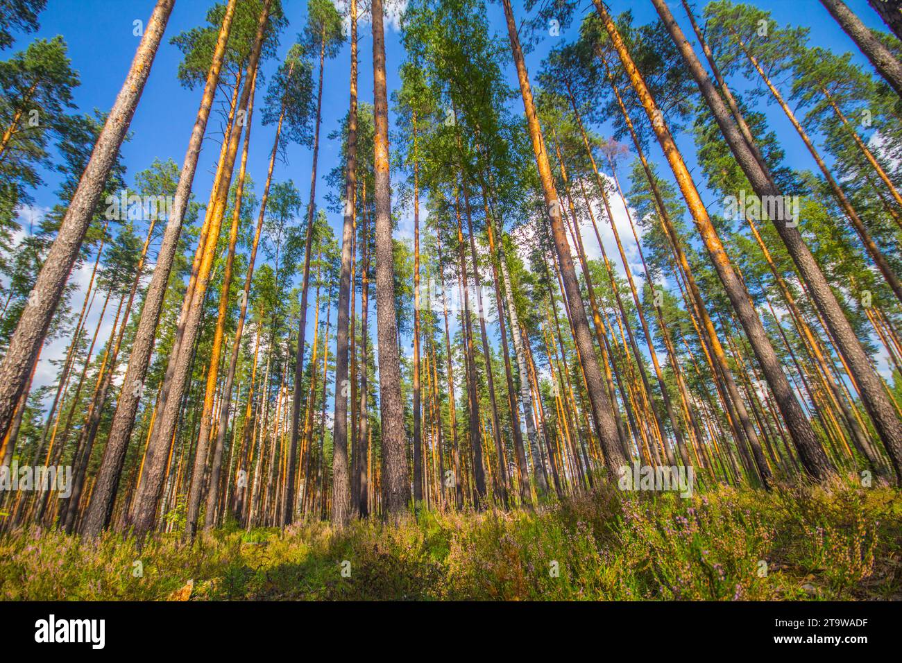 Europian thick stand of pine trees in the summer afternoon. Undergrowth ...