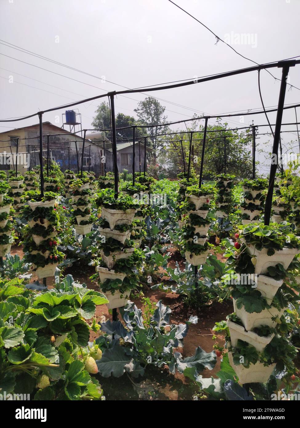 The Lush Strawberry Farms at Malabaleshwar hillstation at sun-kissed ...