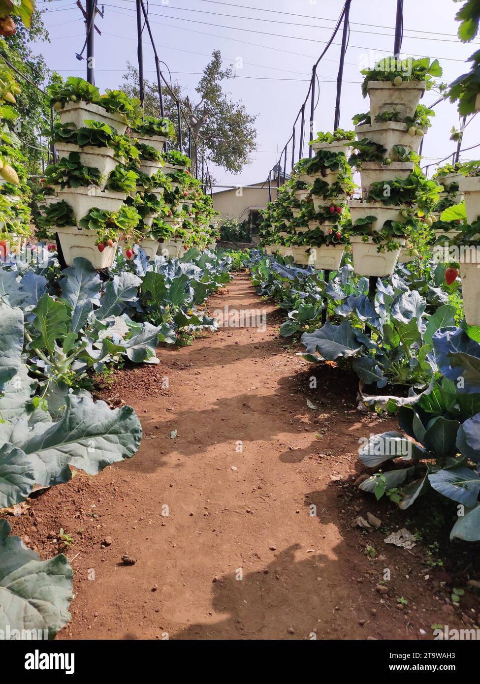 The Lush Strawberry Farms at Malabaleshwar hillstation at sun-kissed ...
