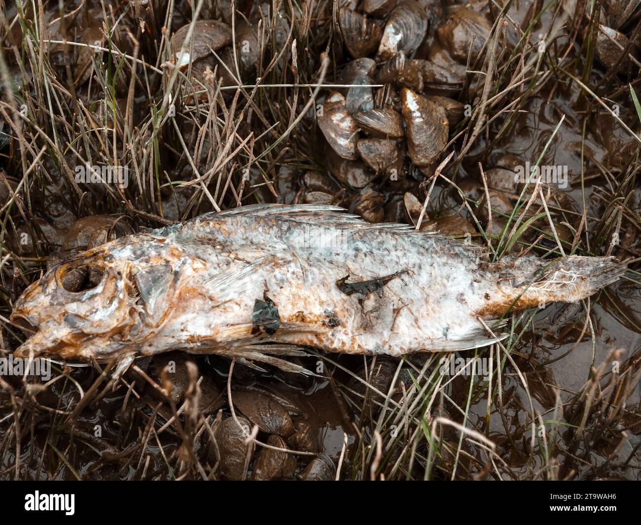 Dead fish perch in the foam. Poisoning of marine fauna, many dead fish ...