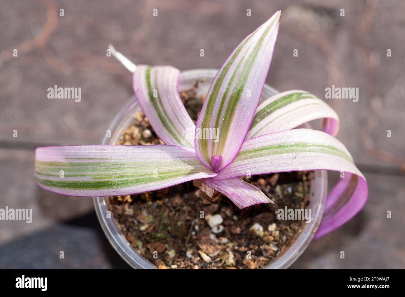 Tradescantia spathacea Rhoeo variegated pink plant in a pot houseplant ...