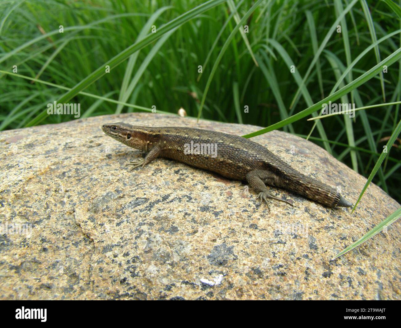 Common English lizard (Lacerta vivipara). This pregnant lizard recently ...