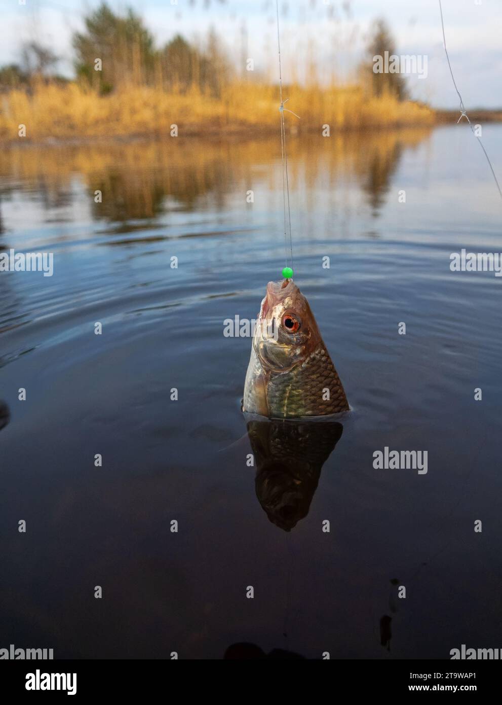 Roach. Gambling fishing on the river in the evening. Leger rig evening ...