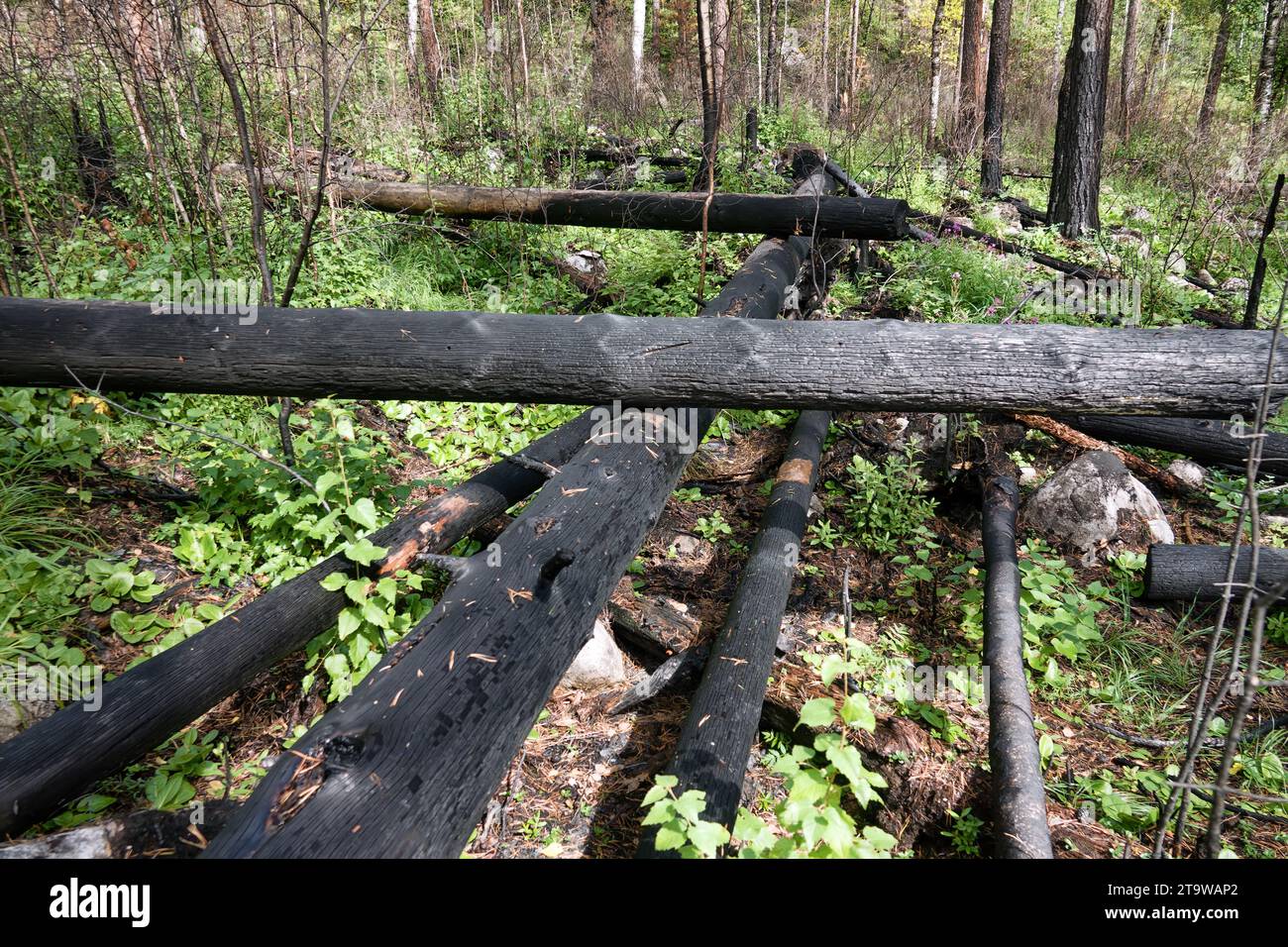 Fire-damaged forest boreal forests. Burnt boreal forests. Wildfire low ...