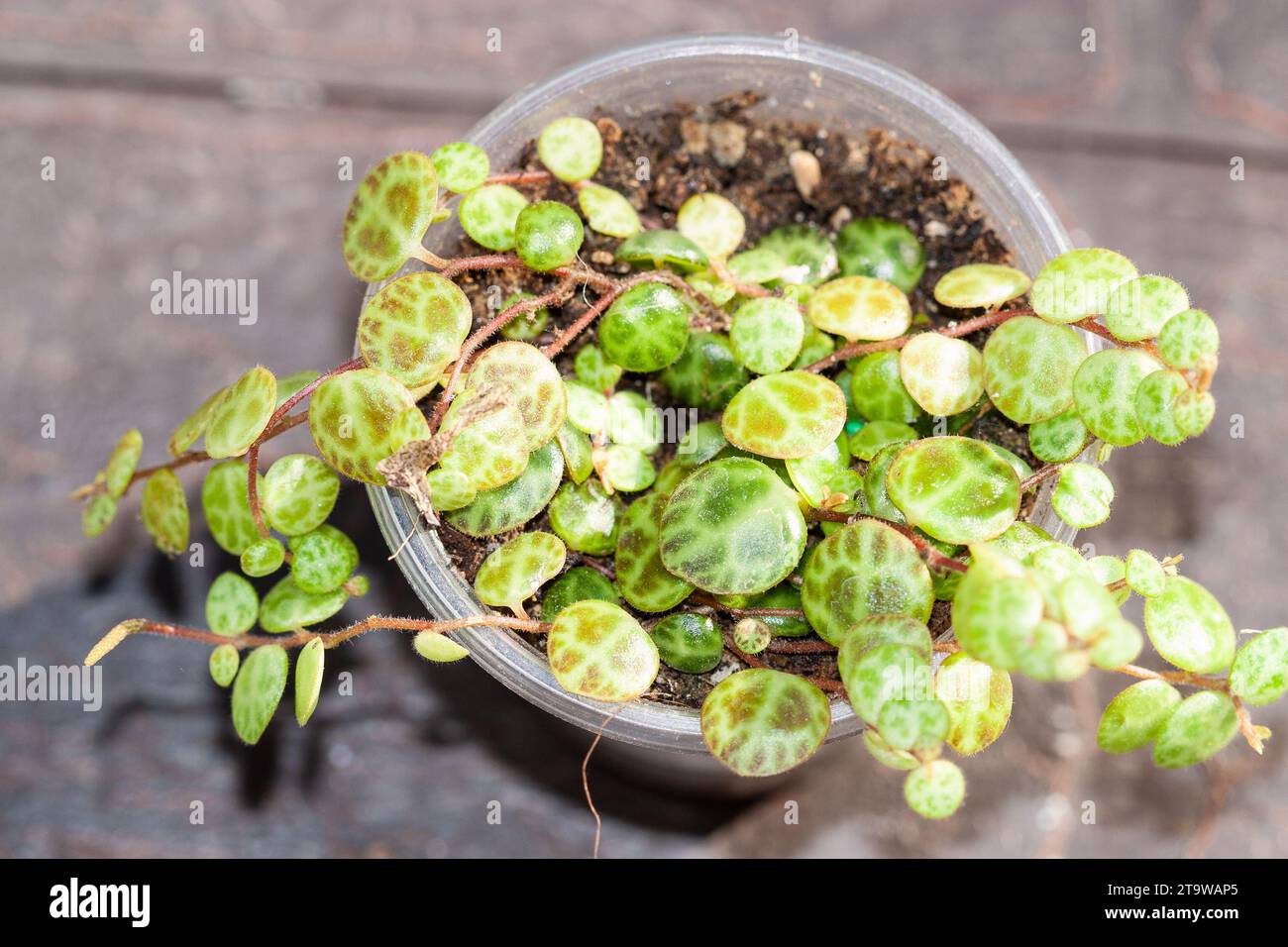 String of turtles Peperomia Prostrata trailing succulent house plant indoor collection Stock ...
