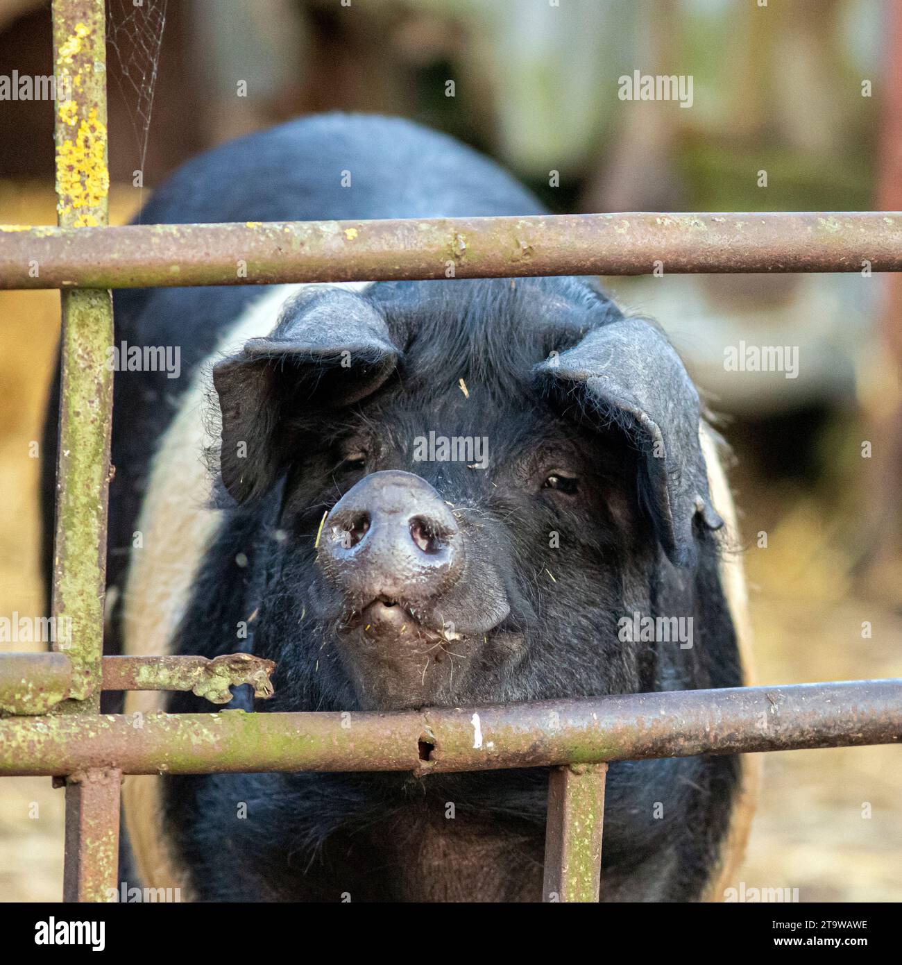 British Saddle Back Pig Stock Photo - Alamy