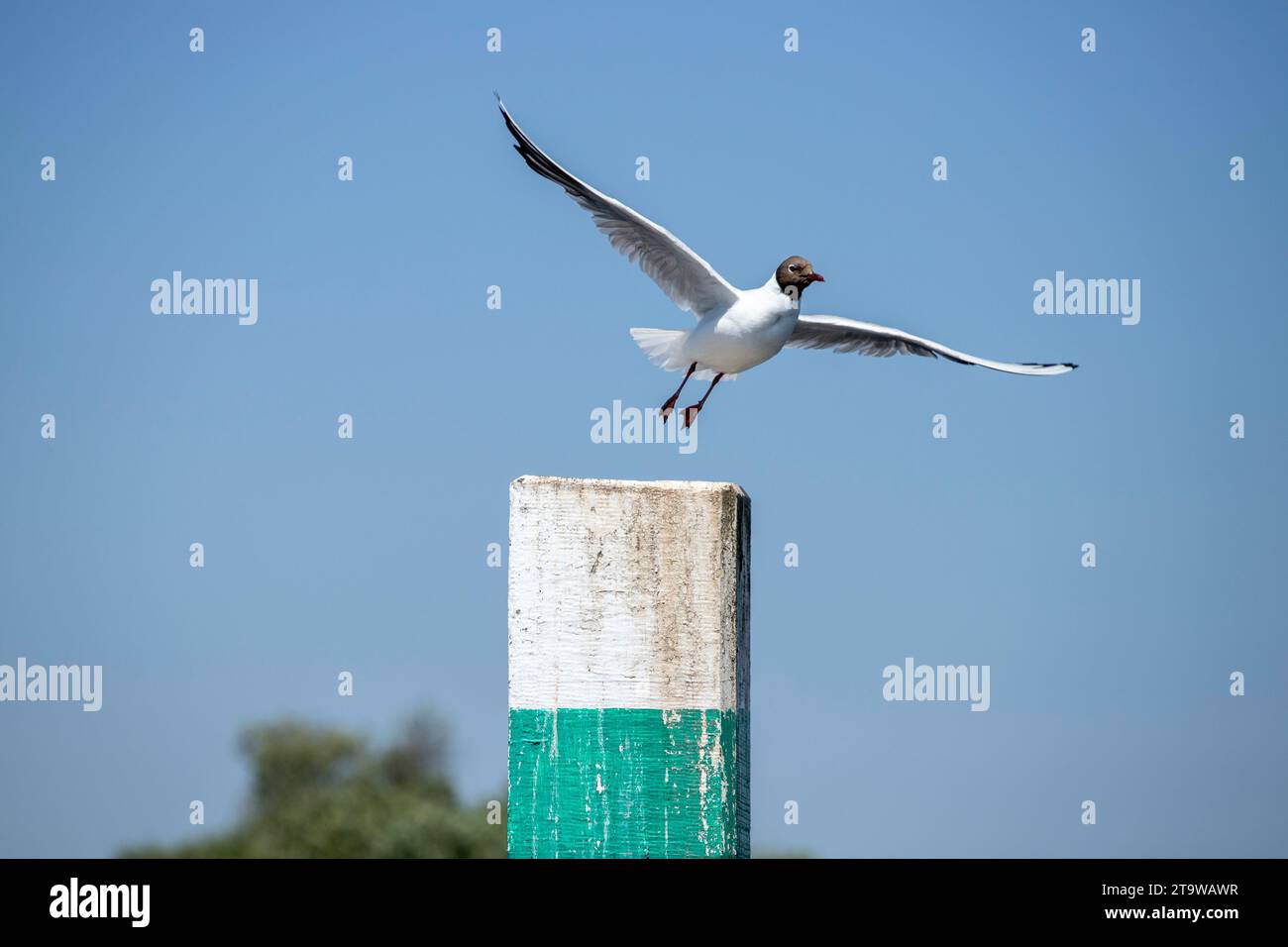 Take off marker hi-res stock photography and images - Alamy