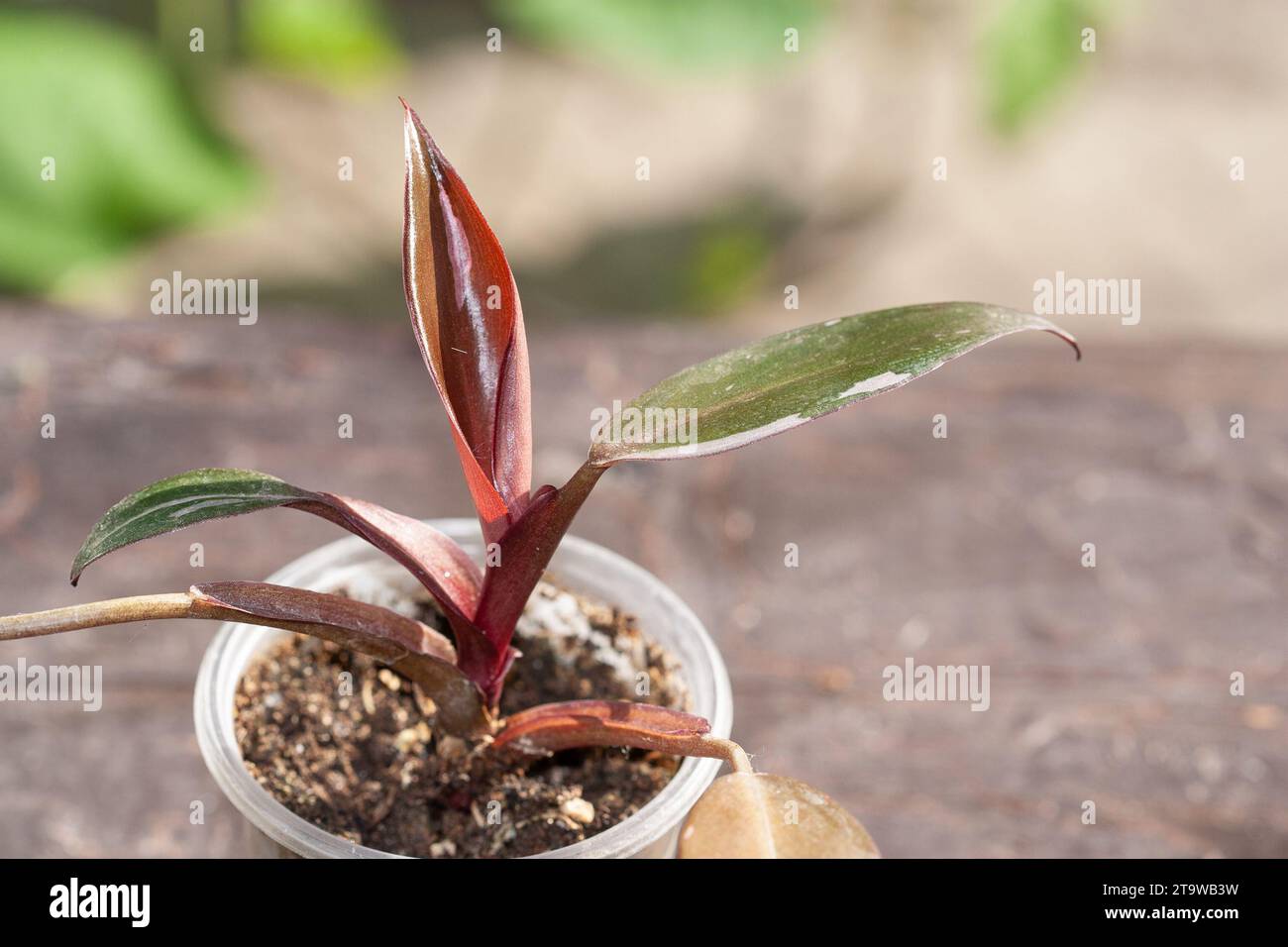 Philodendron Pink Princess Pinky variegation house plant collection ...