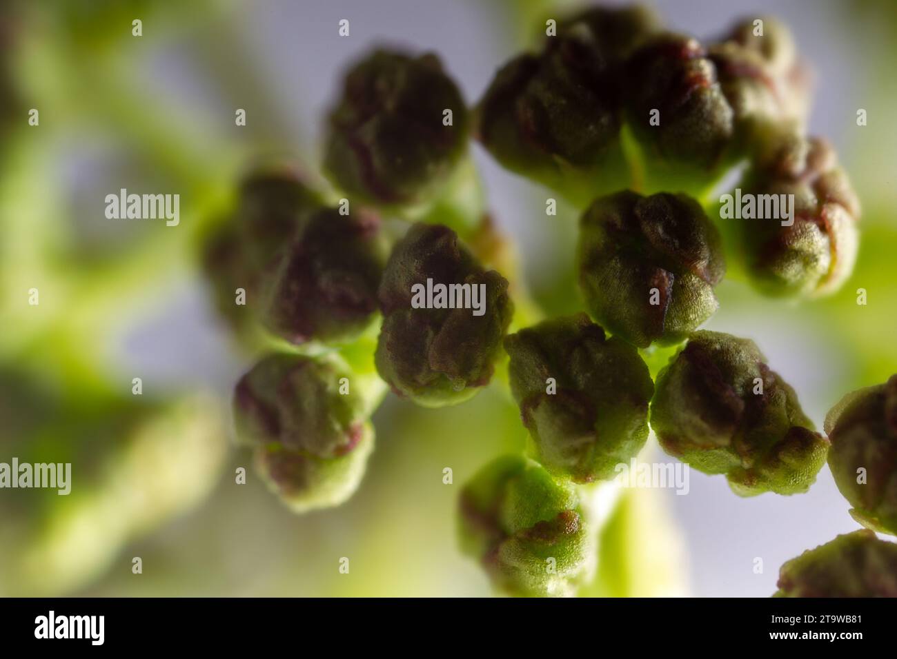 Plant phenology, the alchemy of spring. European elder (Sambucus nigra ...