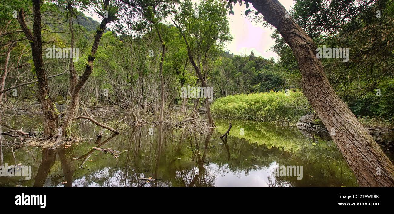 Coastal floodplain forests like backwaters, mangroves. Vietnam ...