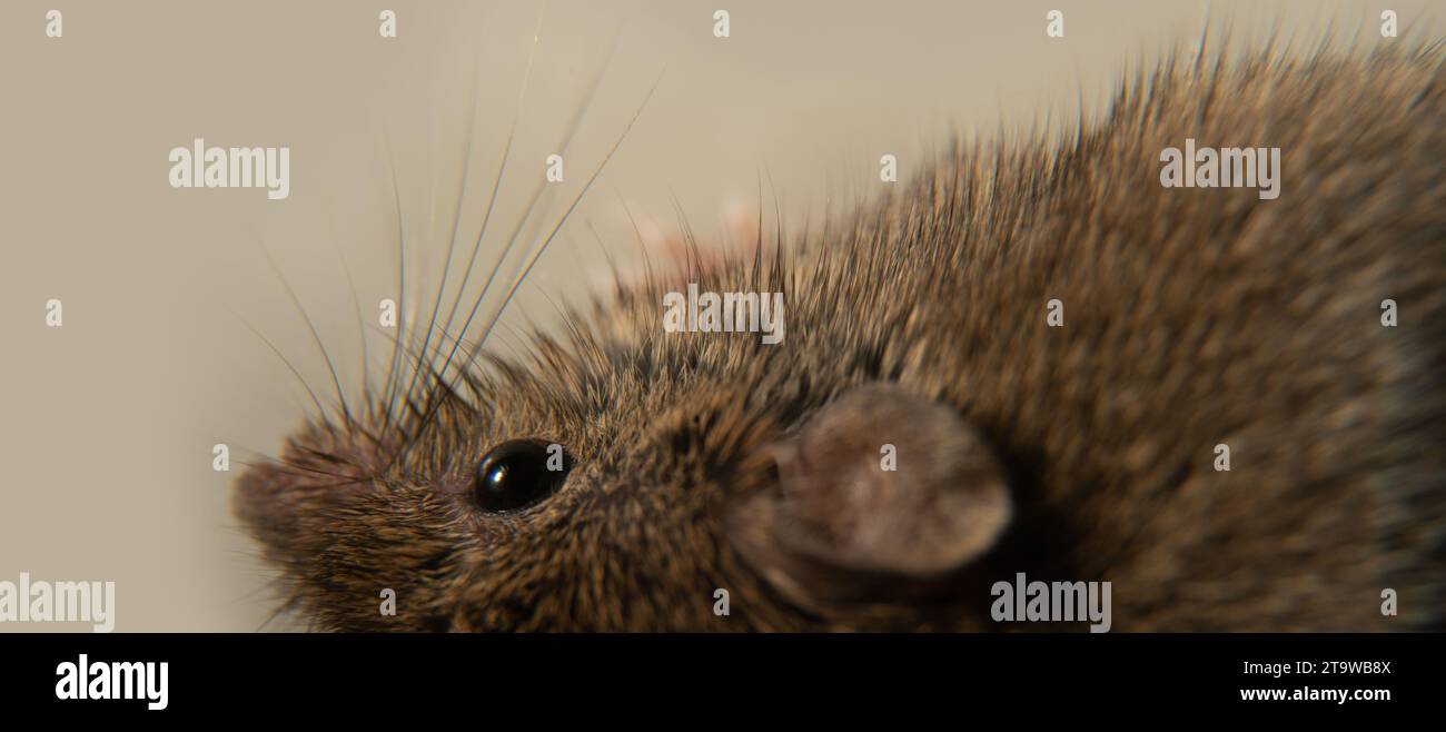 Swiss (house) mice (Mus musculus) constantly accompanies to human ...