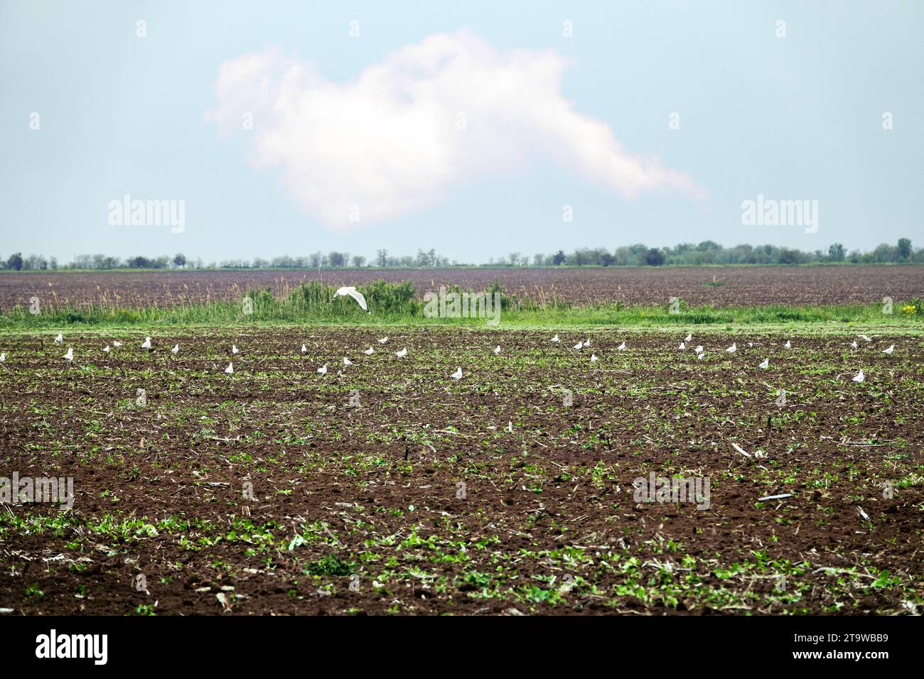 Mid latitude steppe hi-res stock photography and images - Alamy