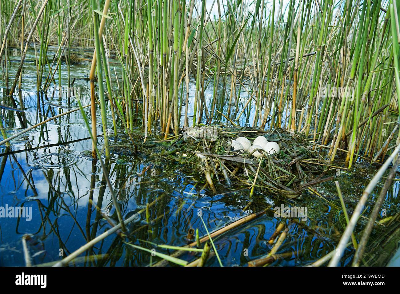 Bird's Nest Guide. Nidology. Slavonian grebe (Podiceps auritus ...
