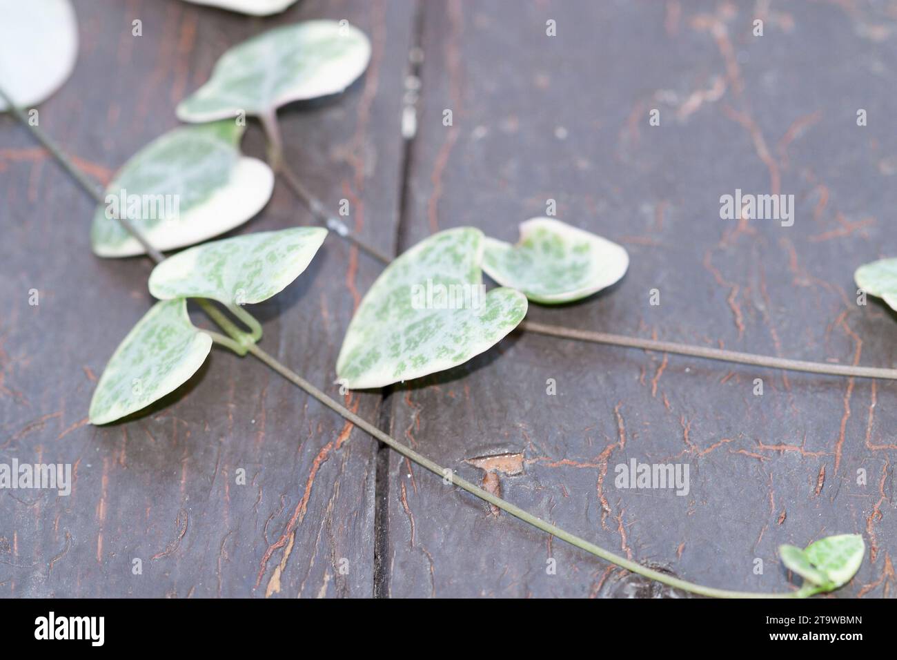 String of hearts, Ceropegia Woodii variegata vine on the painted wood ...