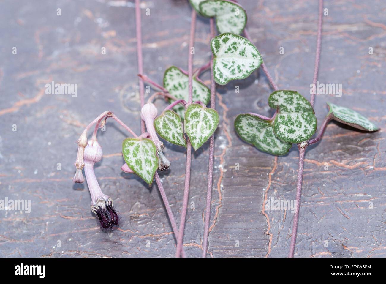 String of hearts, Ceropegia Woodii variegata blooming vine on the ...