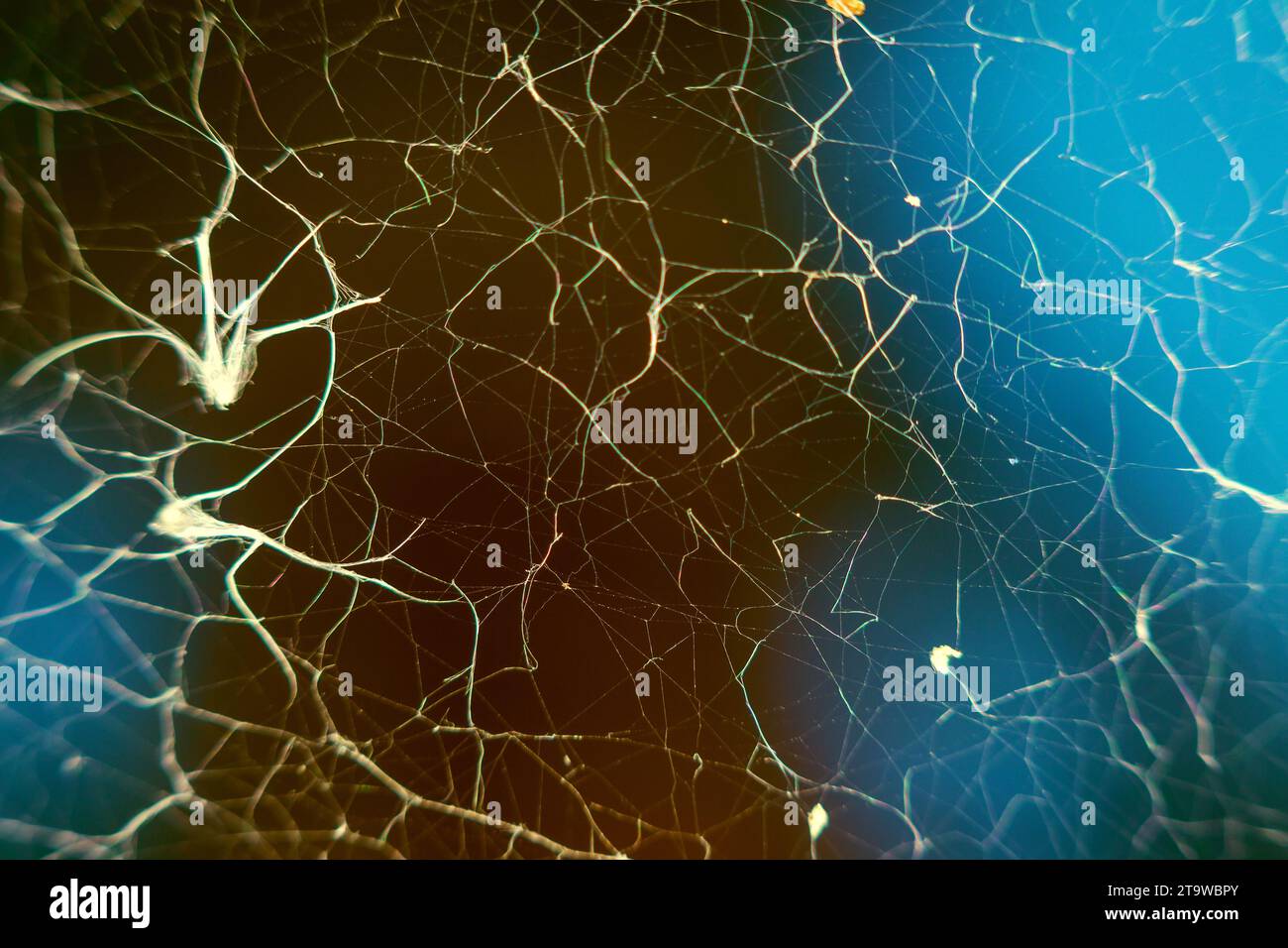 Hyphae of mold fungi or leaf lichens. Extreme close up Stock Photo - Alamy