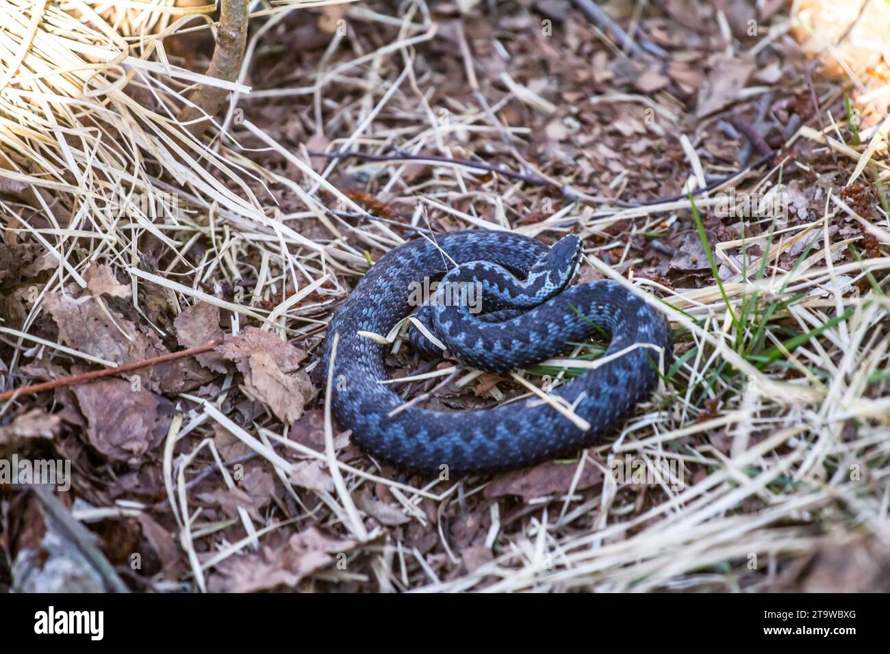 Animal color polymorphism. A rare intermediate form of adder(Vipera ...