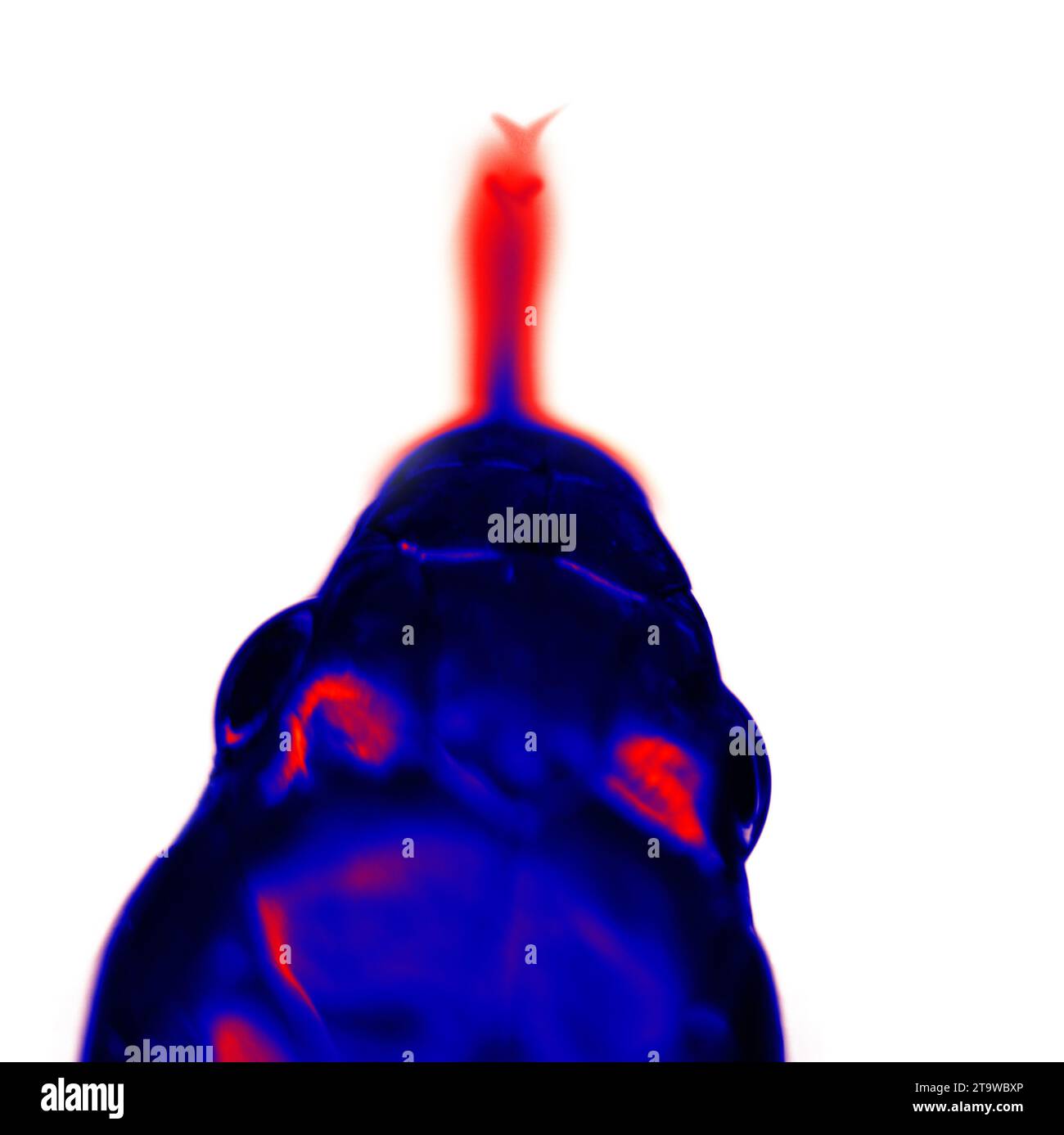 Asp, snake with forked tongue, Top view. Illustration of thermal image ...