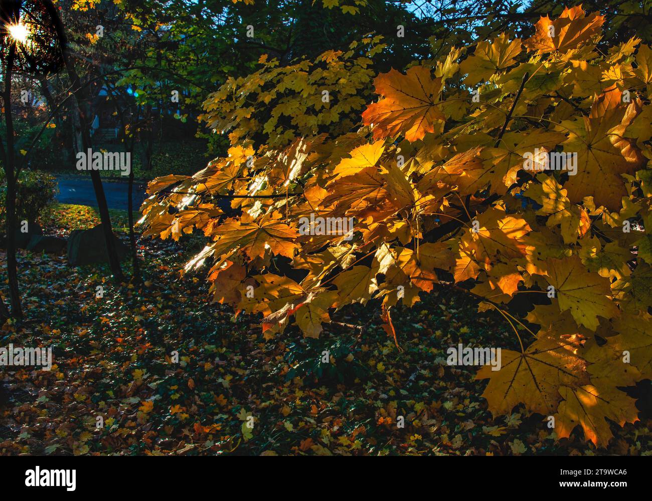 Beautiful late Fall colors in the garden in November Stock Photo - Alamy
