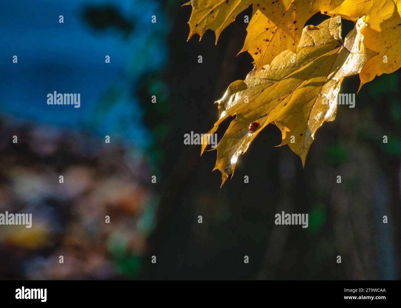 Beautiful late Fall colors in the garden in November Stock Photo - Alamy