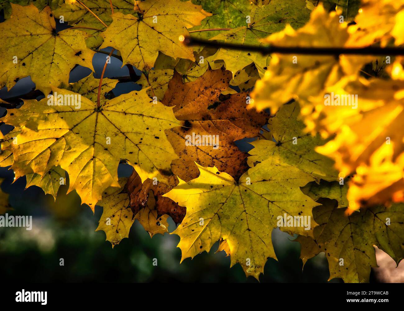 Beautiful late Fall colors in the garden in November Stock Photo - Alamy