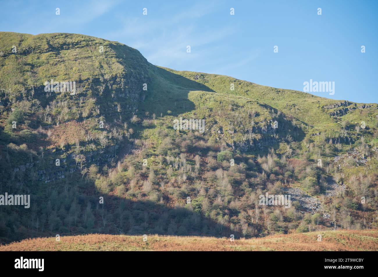 Birch trees on cliff, Craig Cerrig-gleisiad, Bannau Brycheiniog ...