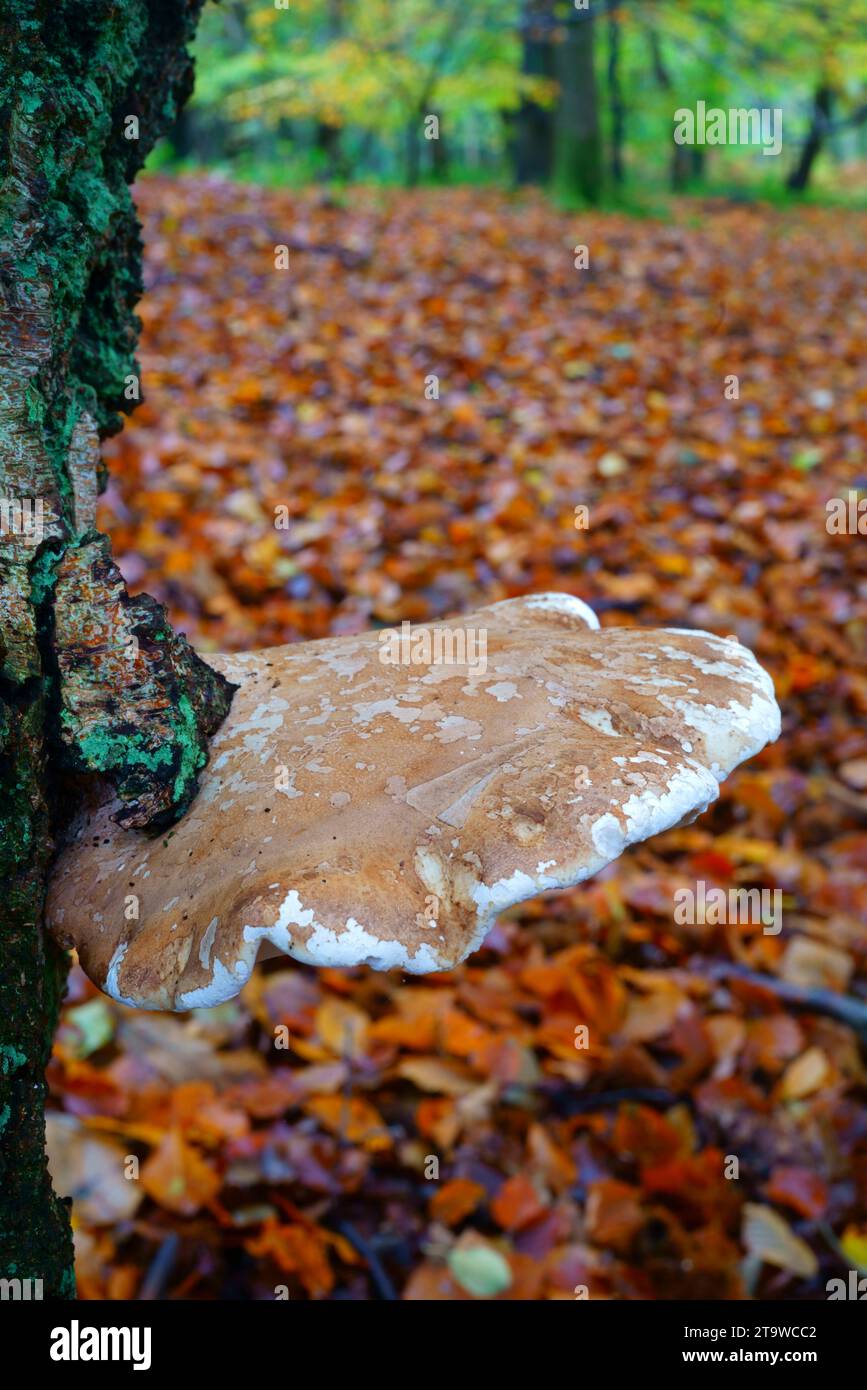 Birch polypore piptoporus betulinus fungi Stock Photo - Alamy