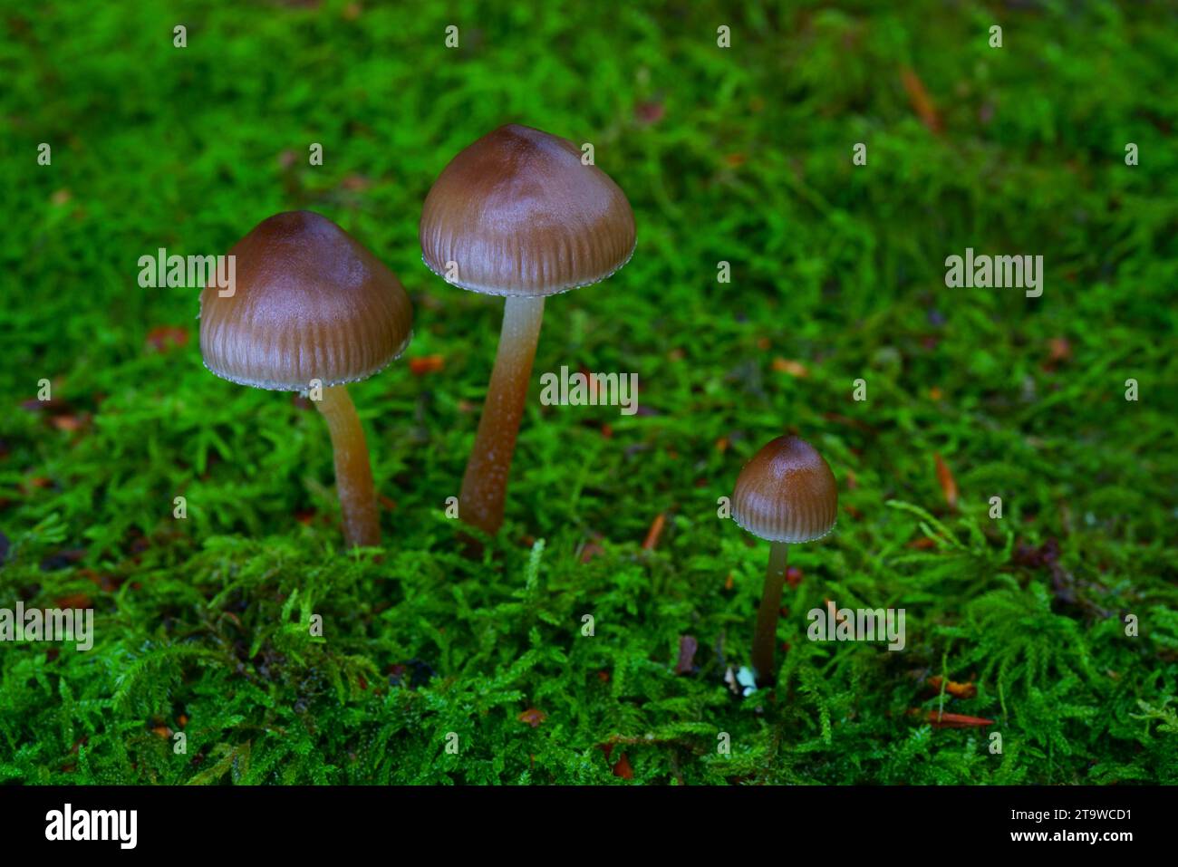 Fungi in moss hi-res stock photography and images - Alamy