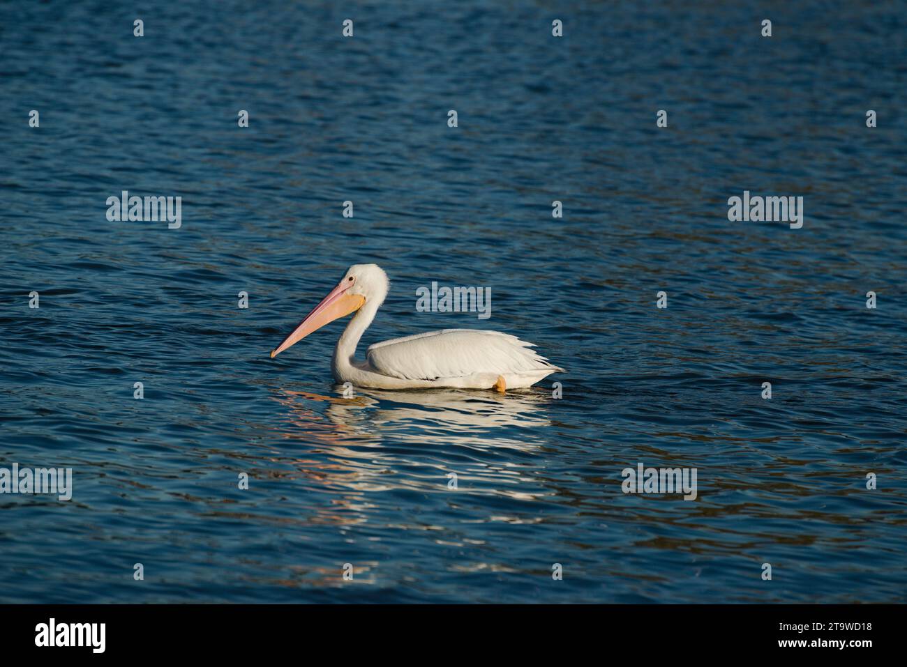 Great white pelican at lake in the morning, searching for fish to eat ...