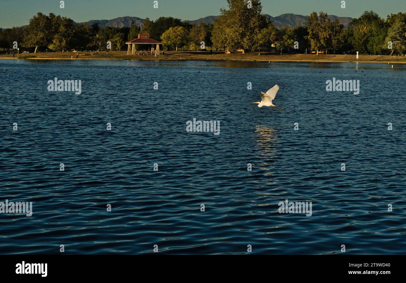 Flying white egret or heron, study opf beauty & grace. Starting its day ...