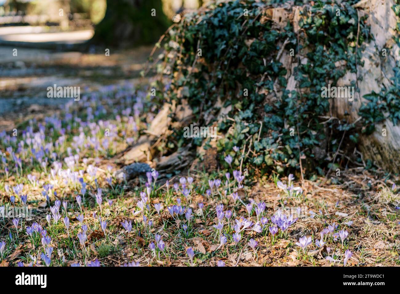 Purple crocuses grow on a sunny lawn near a stump covered with green ...