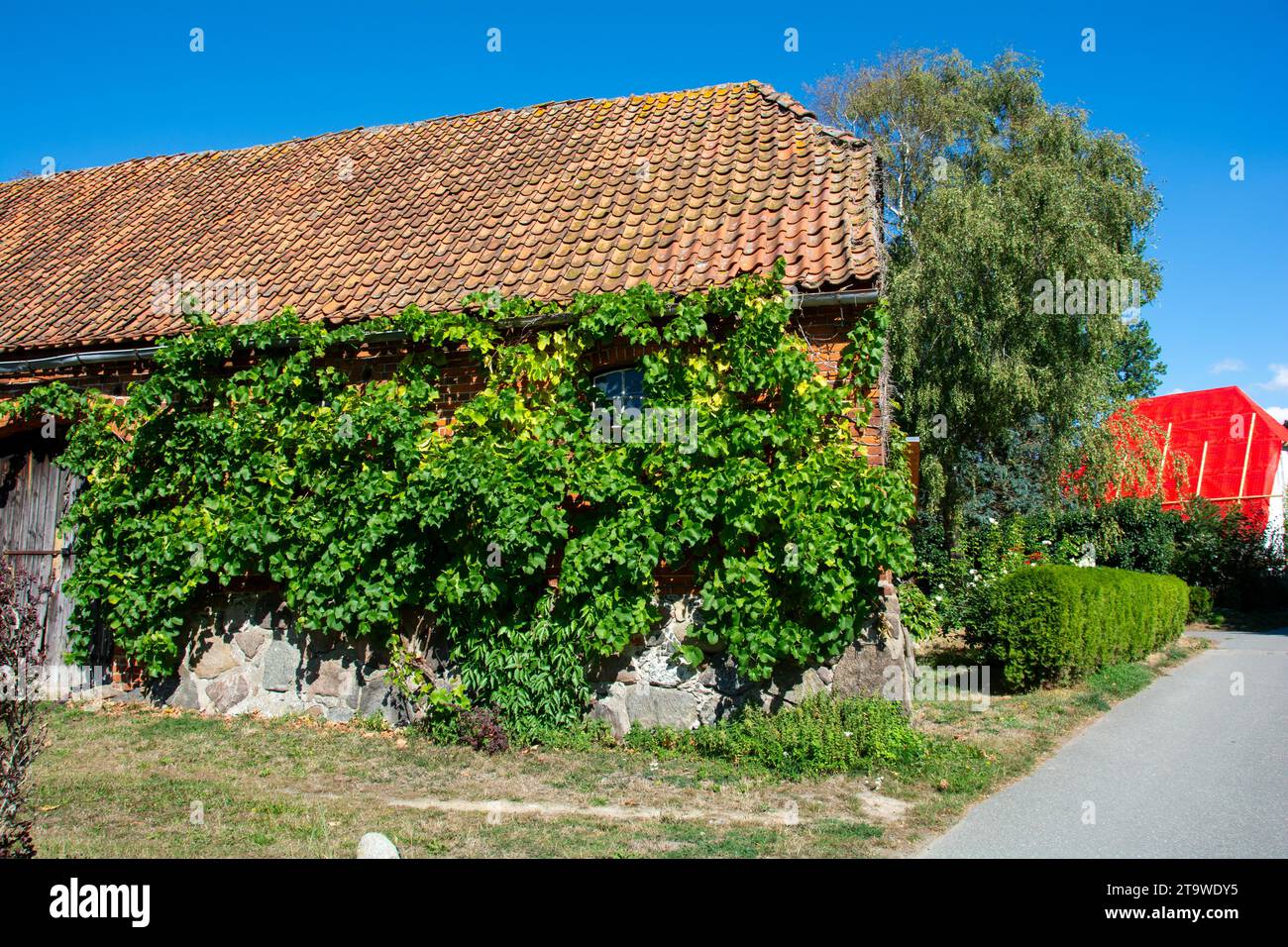Old barn overgrown with green ivy Stock Photo - Alamy