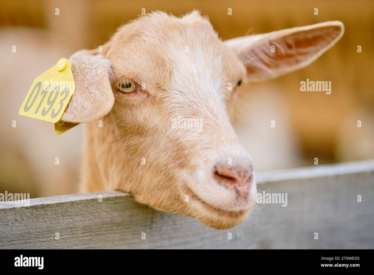 One goat's head is sticking out of the stall, looking curiously at the ...