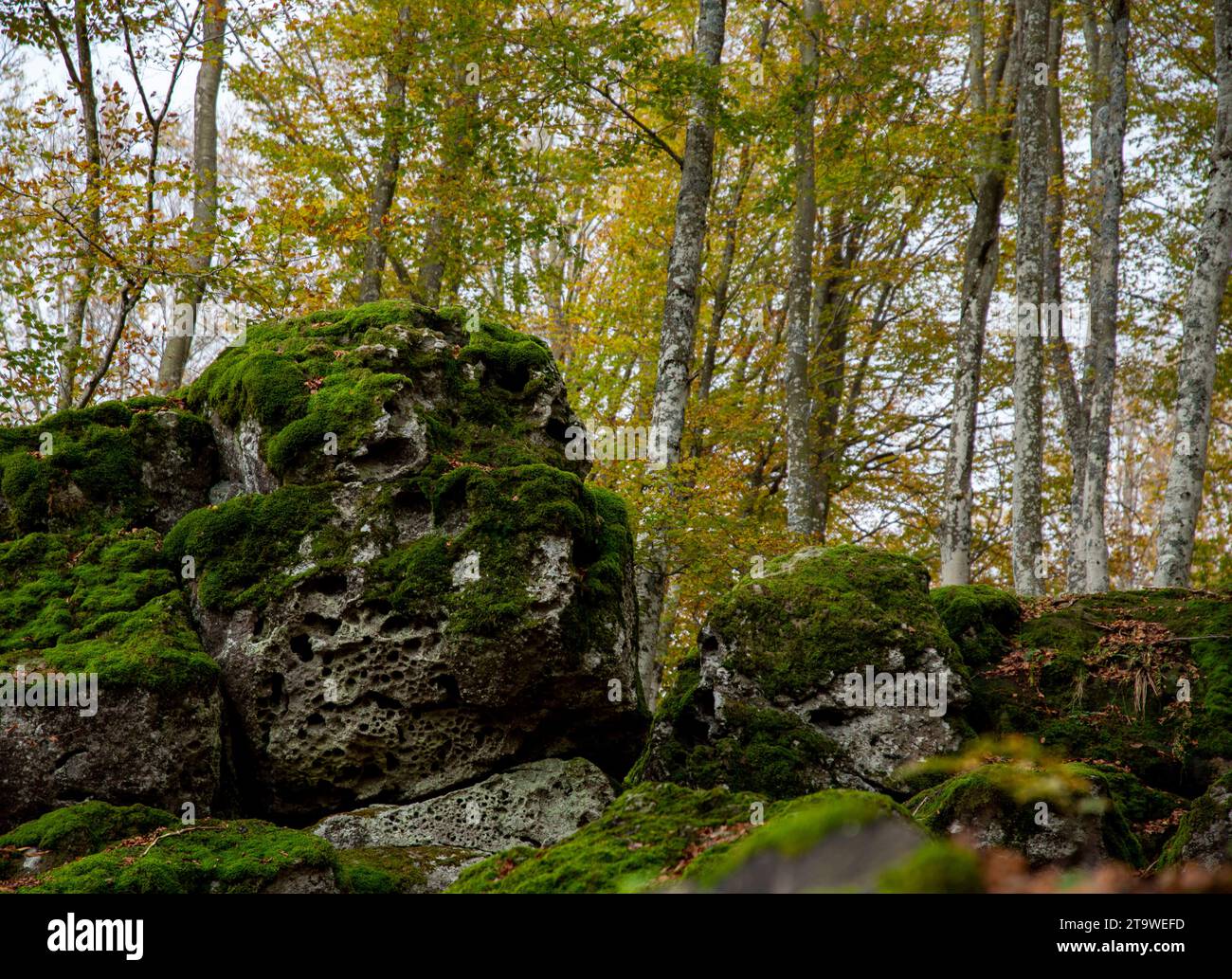 Paraideolia hi-res stock photography and images - Alamy