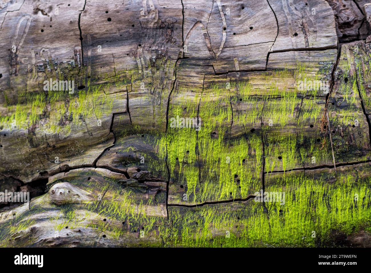 Tree trunk washed onto Grado beach after a violent storm. Presence of ...