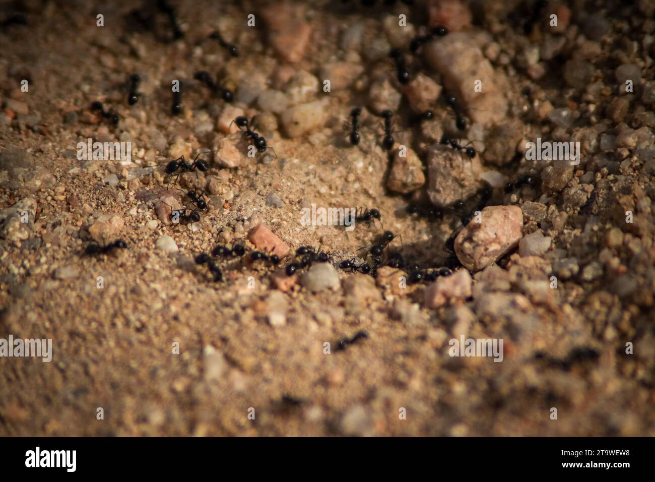 Ant Hill Mojave Desert Stock Photo - Alamy