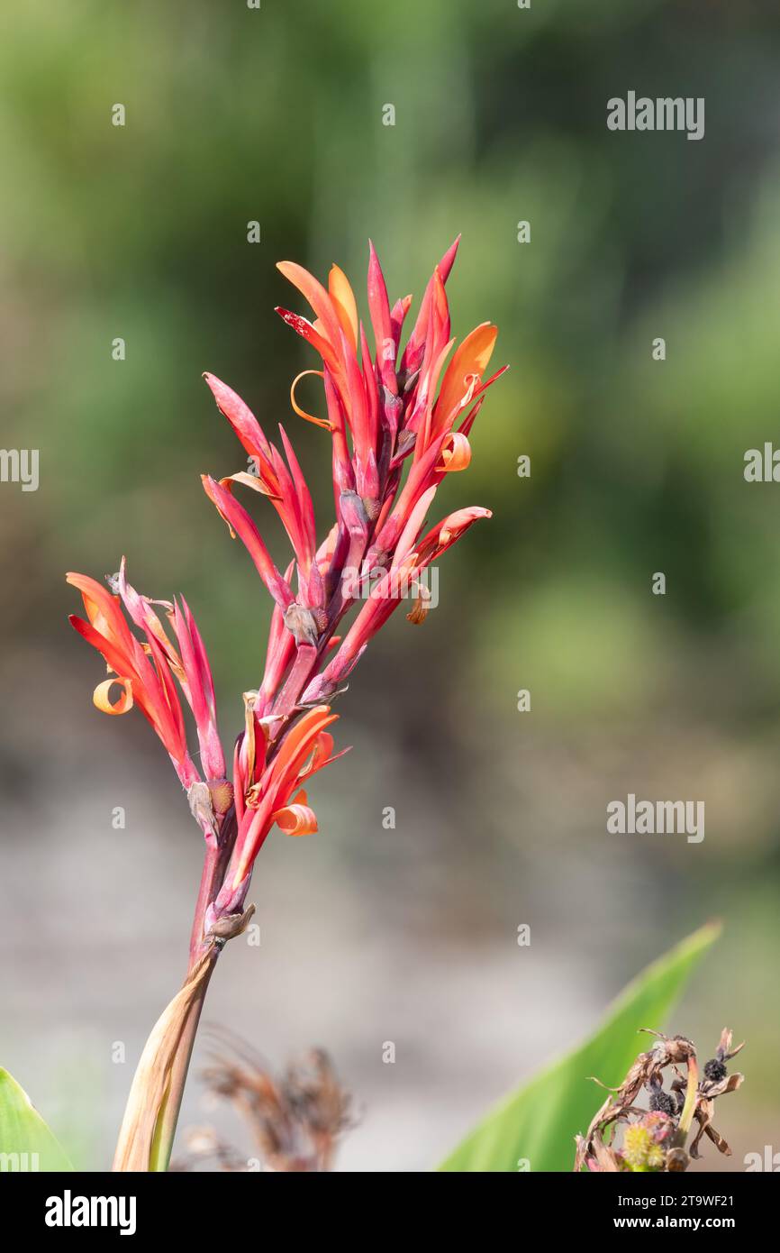Close up of Indian shot (canna indica) flowers in bloom Stock Photo - Alamy