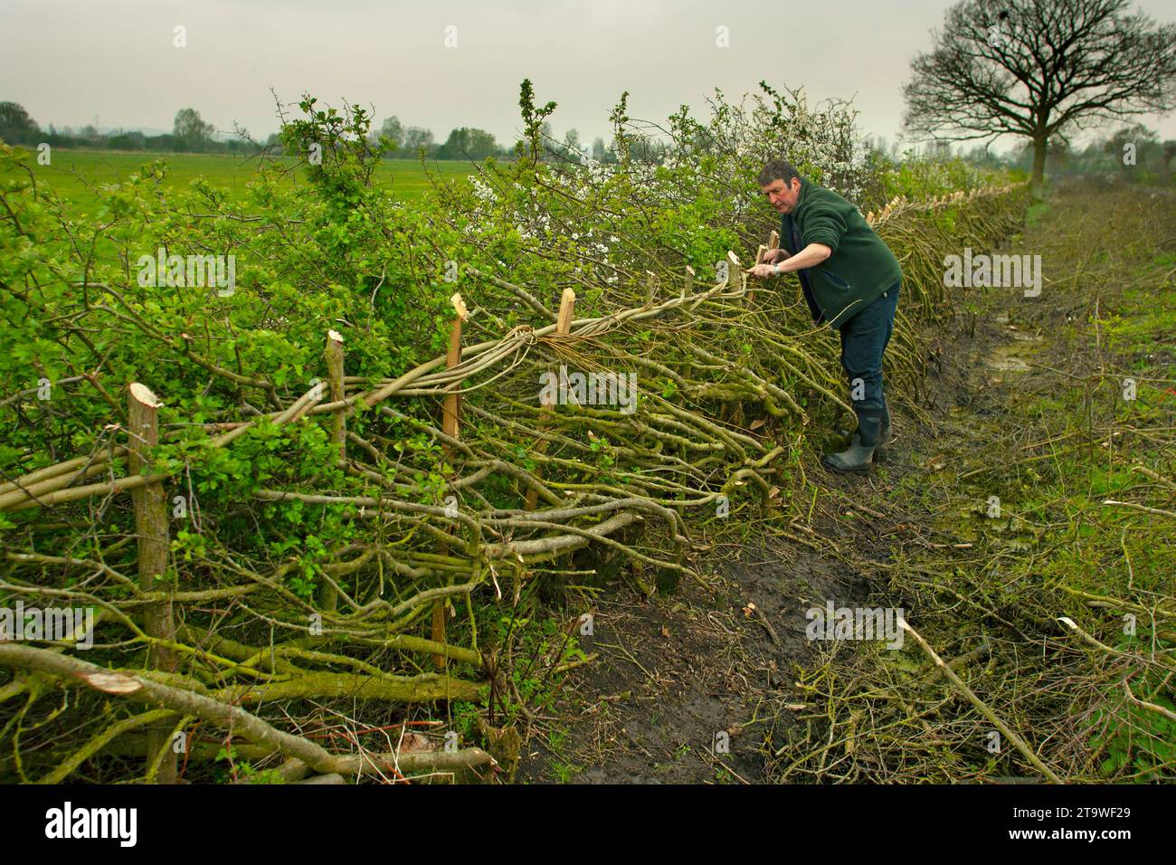 Laying a hawthorn hedge using traditional skills Vale of Aylesbury ...