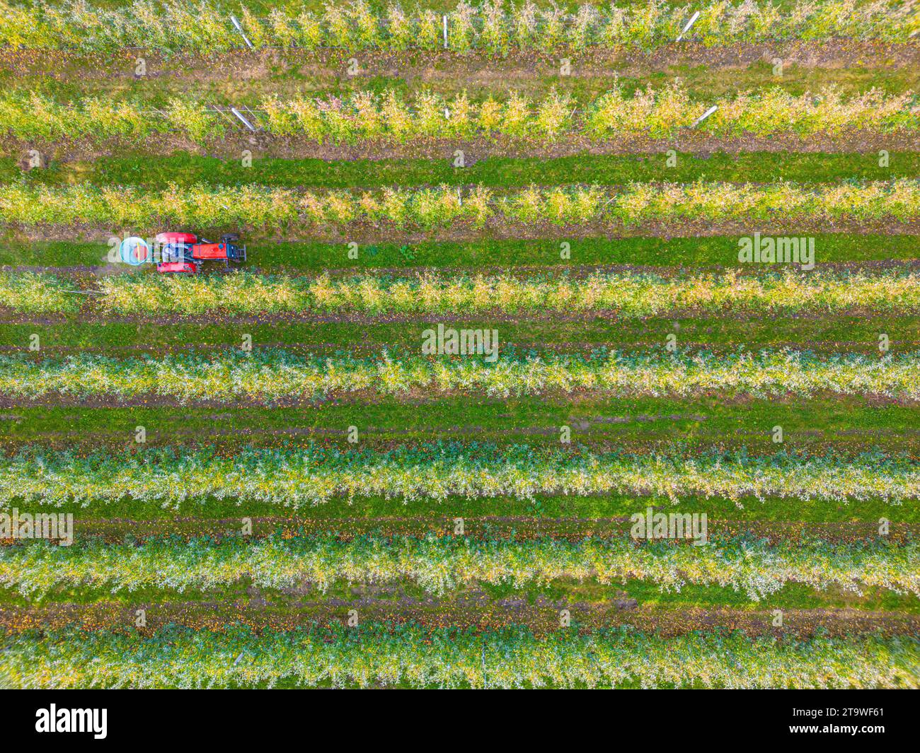 Crop sprayer traktor spraying pesticide or herbicides field. Wind ...