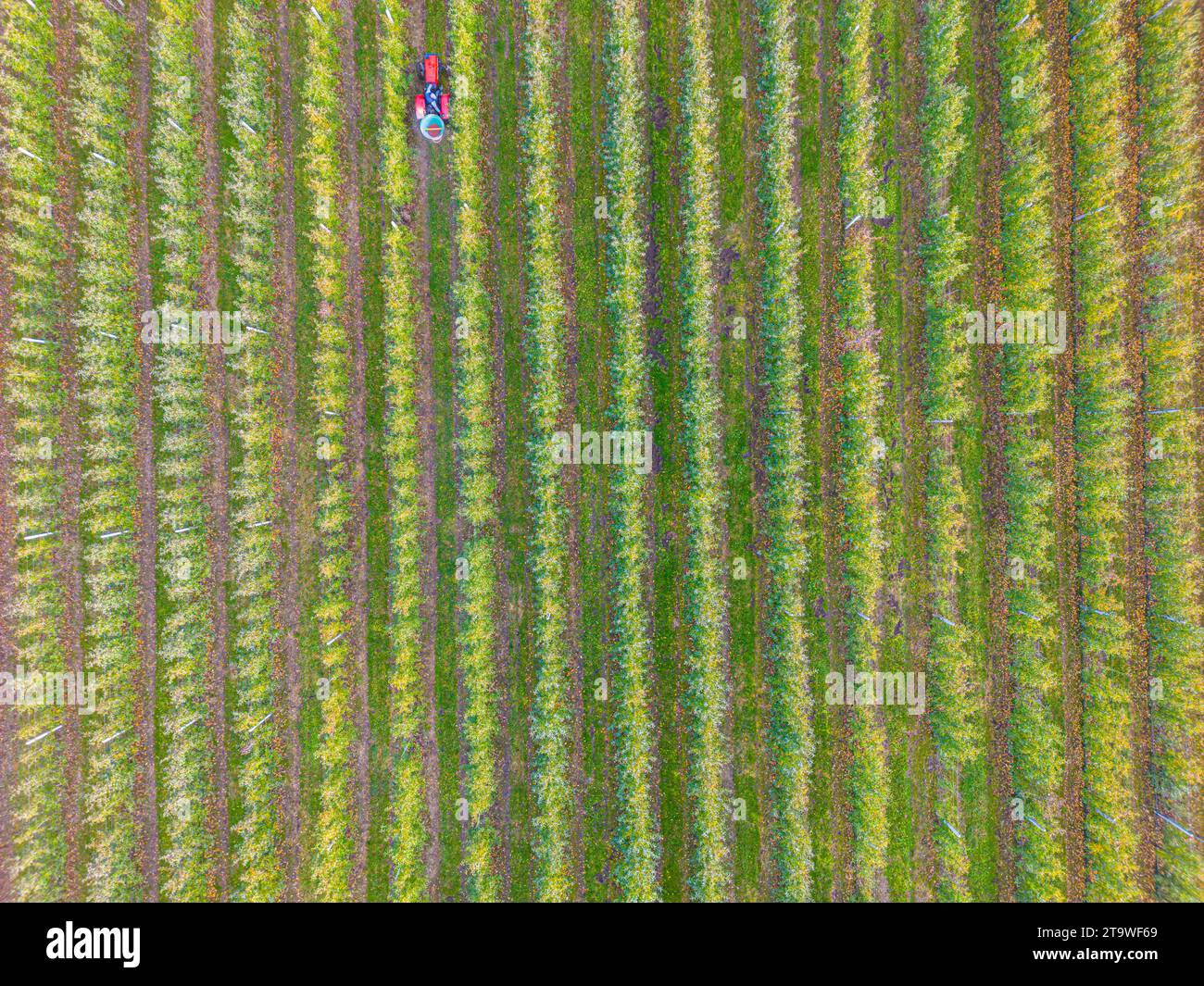 Farmer spraying insecticide on corn hi-res stock photography and images ...