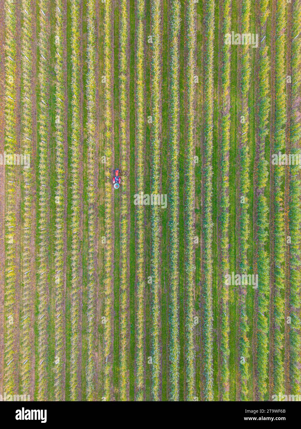 Crop sprayer traktor spraying pesticide or herbicides field. Wind ...