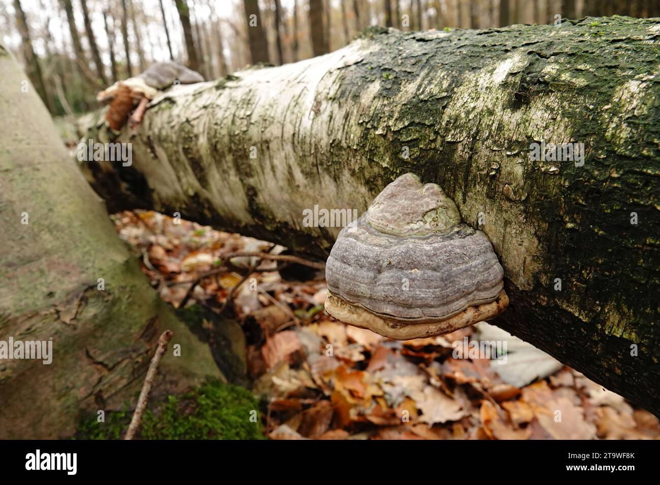 Natural closeup on a Fomes fomentarius mushroom developping on a white ...