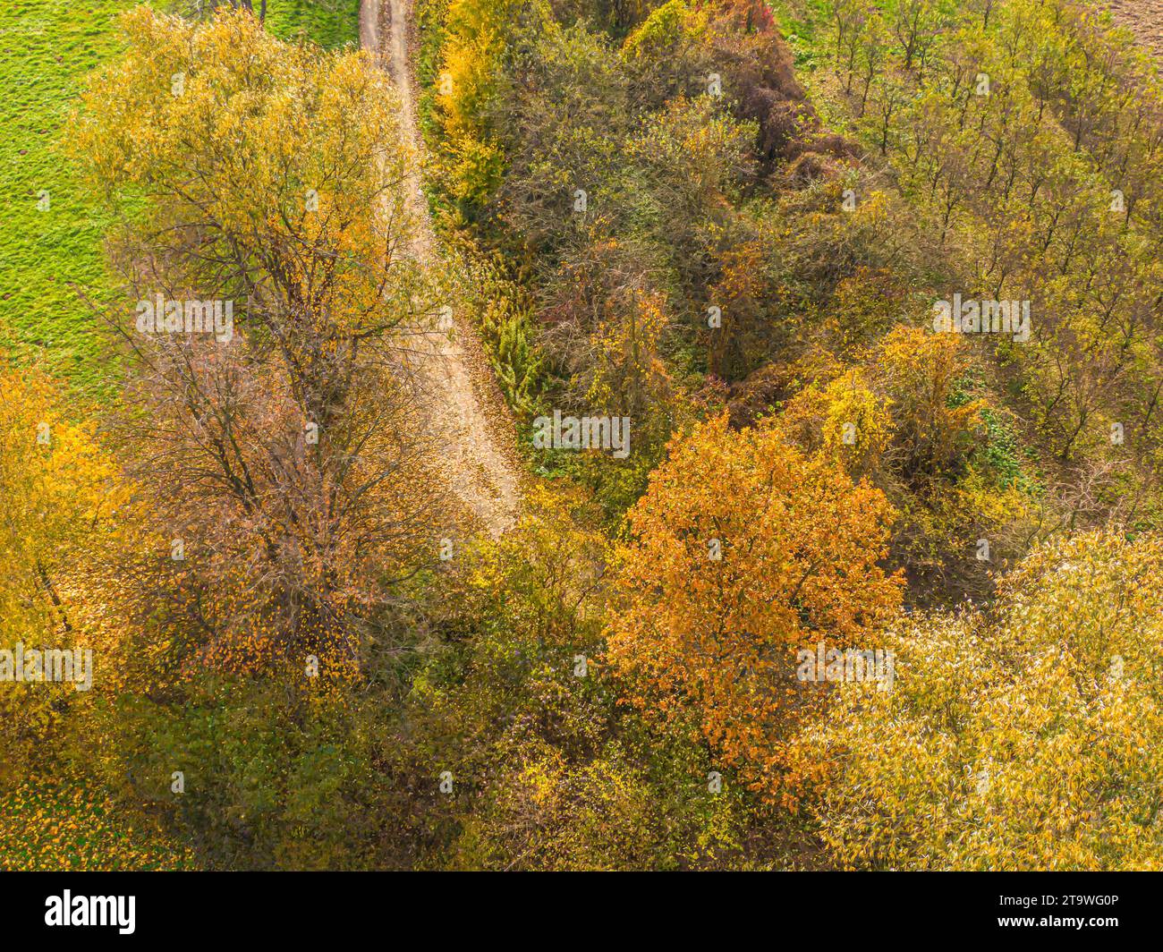AERIAL forest in amazing autumn shades with road hiding under treetops ...