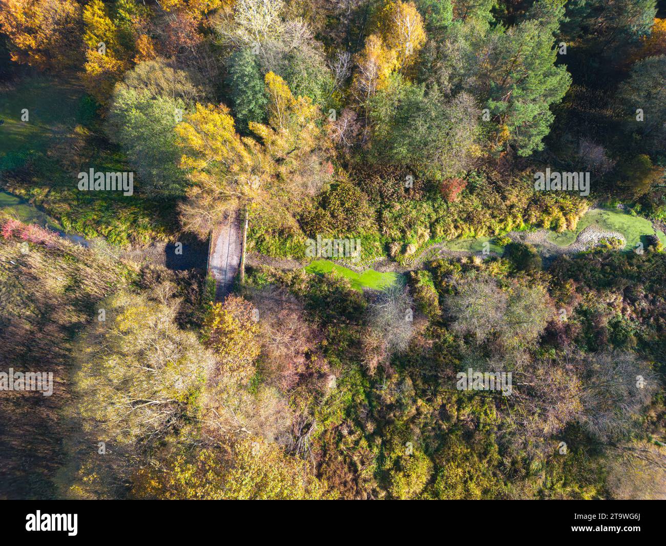 Flying pine trees in amazing hi-res stock photography and images - Alamy