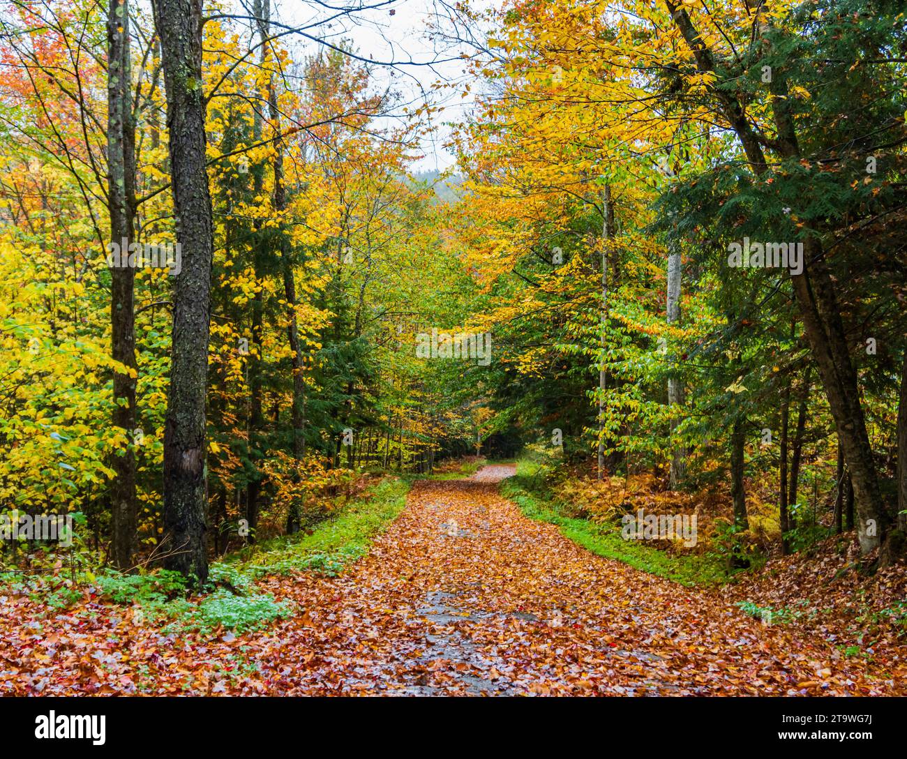 autumn leaves covering path into the woods on a Vermont fall day Stock ...
