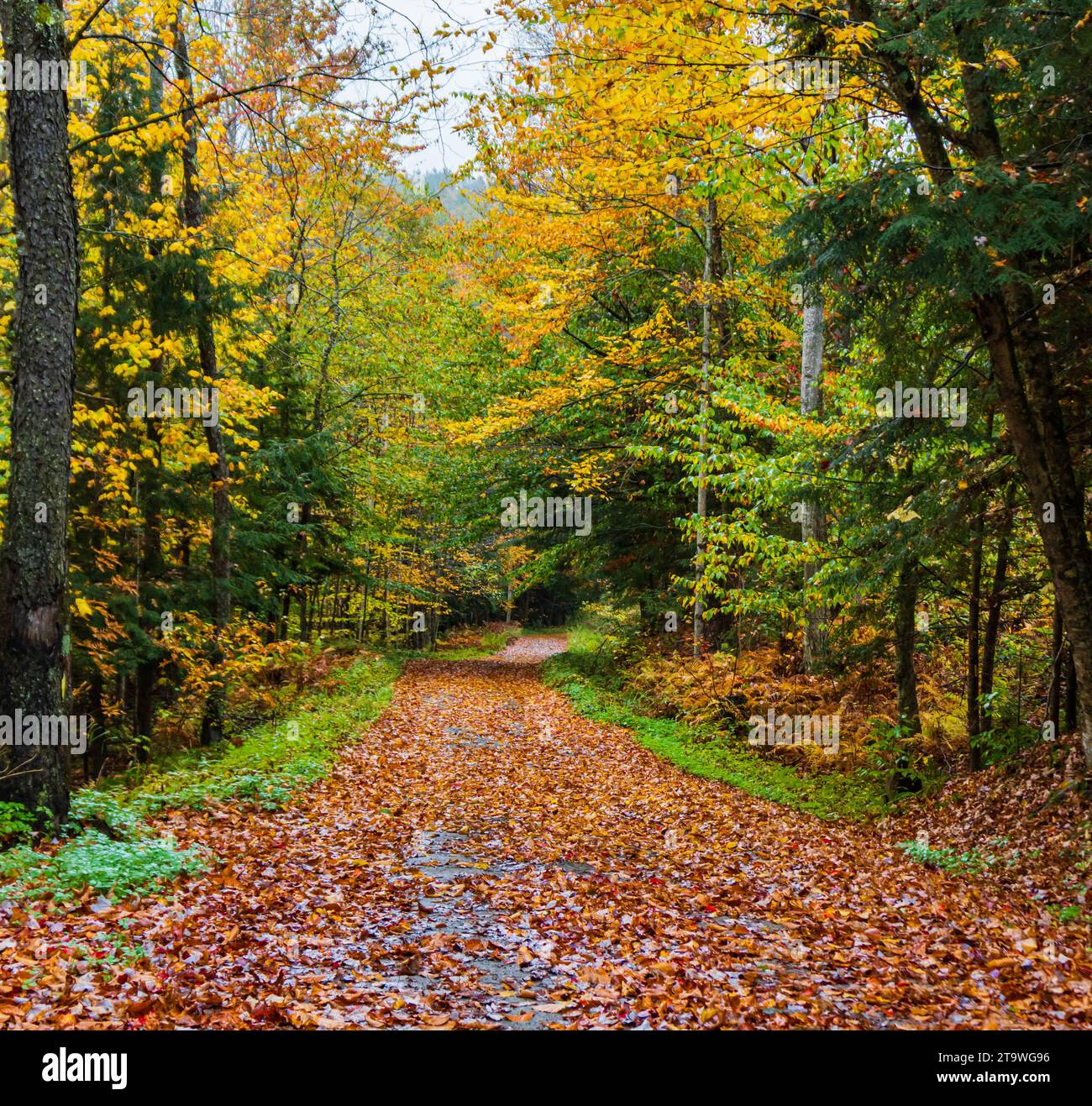 autumn leaves covering path into the woods on a Vermont fall day Stock ...