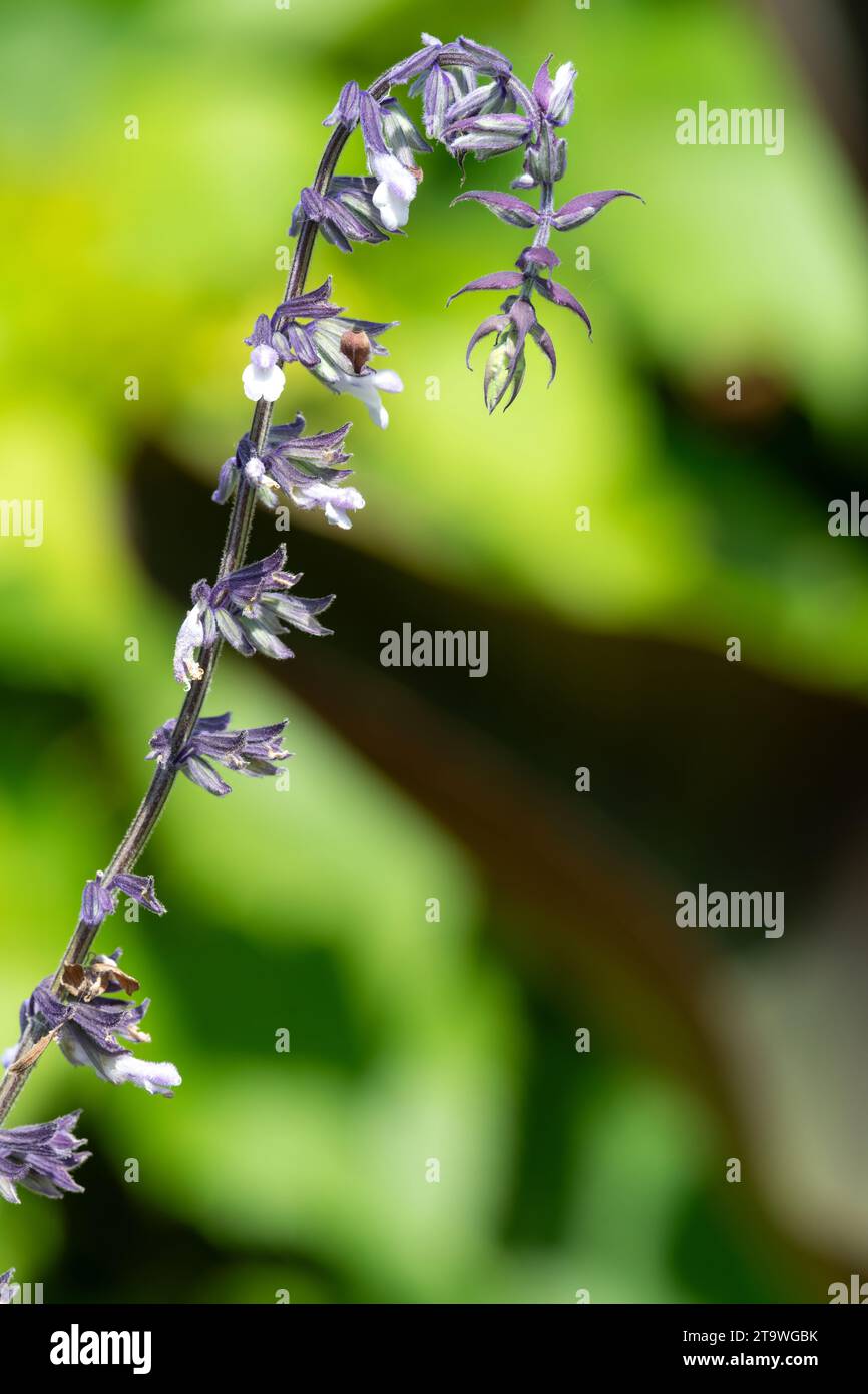 Waverly sage hi-res stock photography and images - Alamy