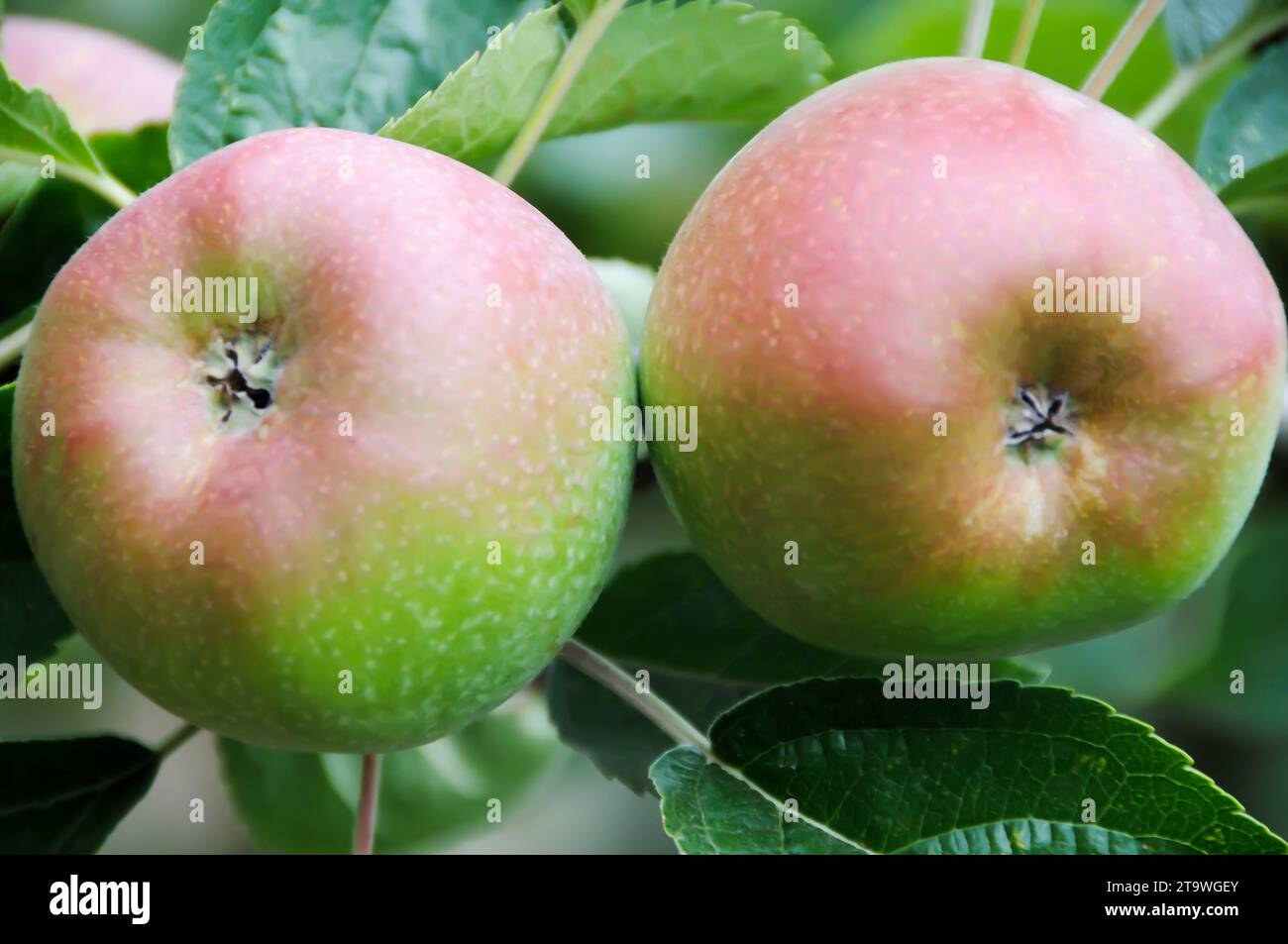 Apples growing tree hi-res stock photography and images - Alamy