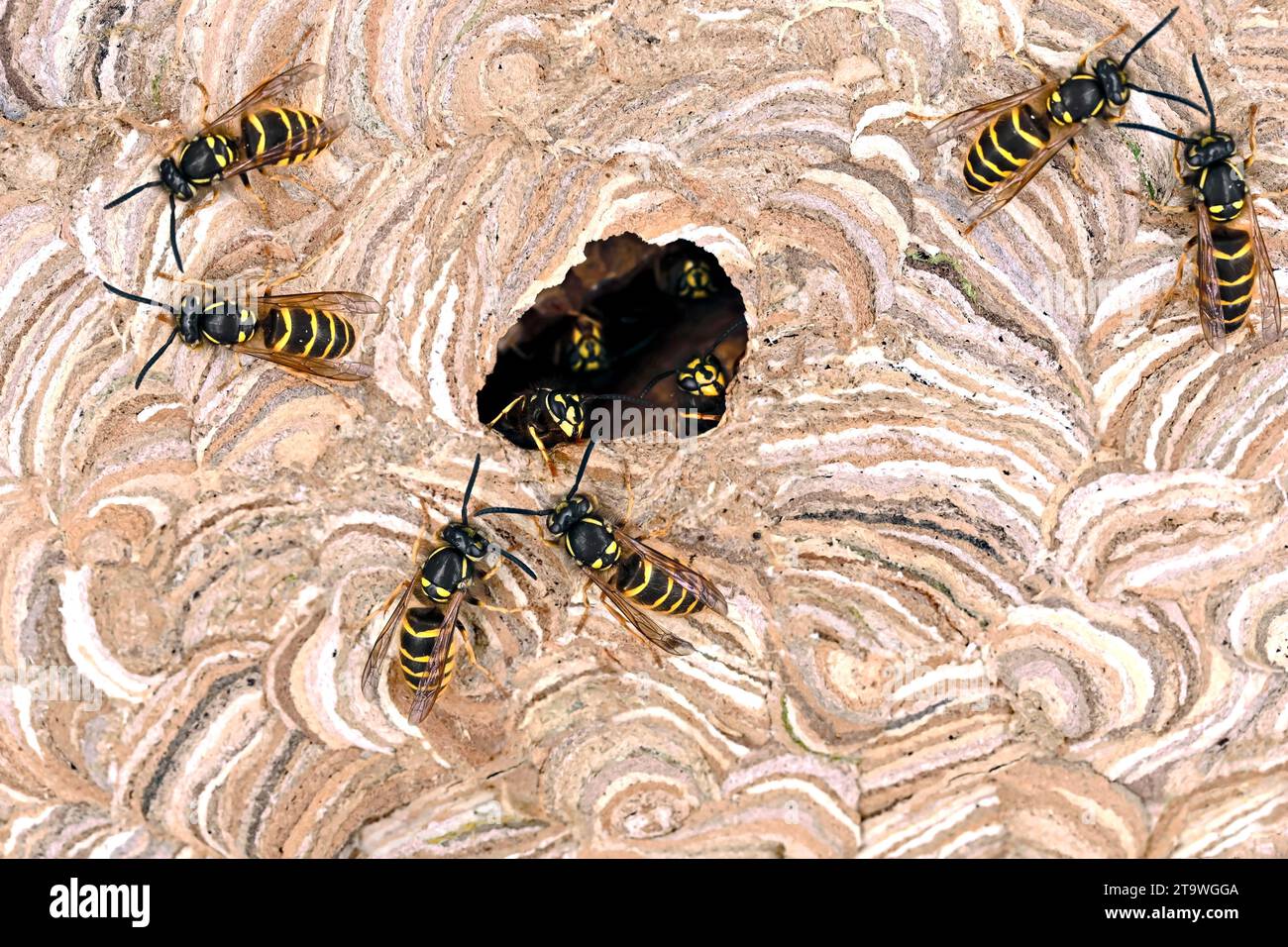 close up of the entrance of a wasp nest of vespula vulgaris, texture of ...