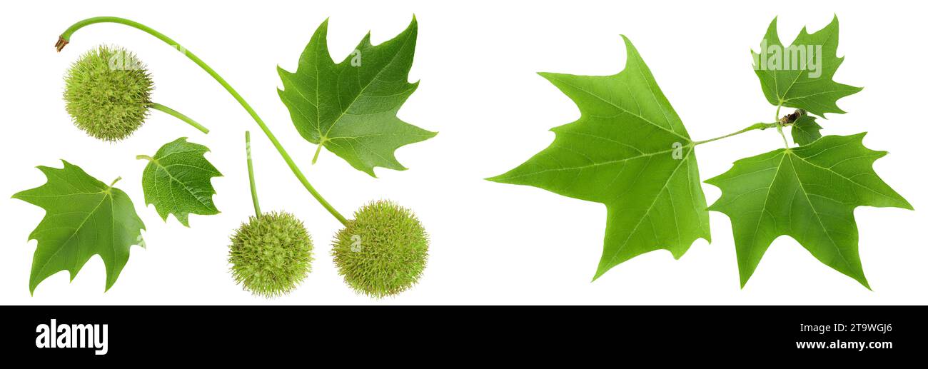fruit and leaves of sycamore plane tree isolated on white bacground ...